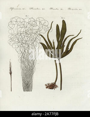 Dead man's rope, Chorda filum 1, and kelp or oarweed, Laminaria ...