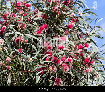 Unusual spiky pink blooms of pincushion hakea hakea laurina, a popular ...