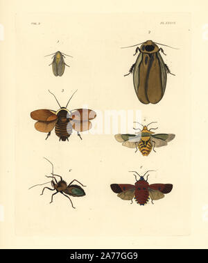 Egyptian Desert Cockroach, Egyptian desert roach, Egyptian cockroach ...