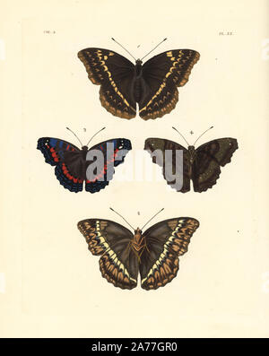 Gaudy Commodore Butterfly, Precis octavia, Nymphalidae Stock Photo - Alamy