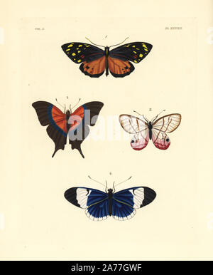 Sunset daggerwing (Marpesia furcula) butterfly, Podocarpus National ...