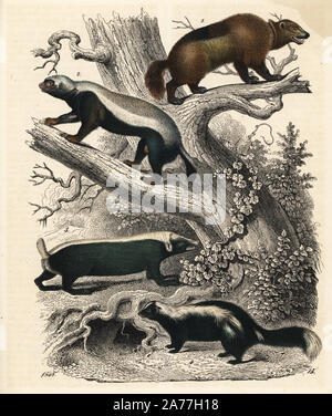 Sunda stink badger, Mydaus javanensis (Teledu, Mydaus meliceps ...