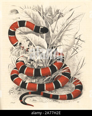 Painted coral snake, Micrurus corallinus (Elaps corallinus), and ...
