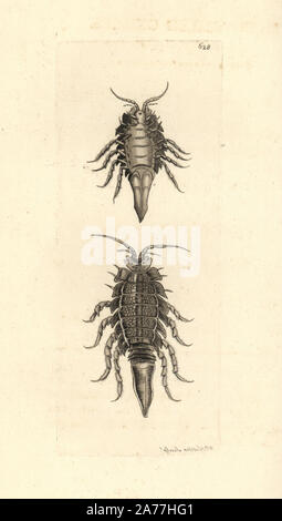 Saduria entomon (Sharp-tailed oniscus, Oniscus entomon). Illustration ...