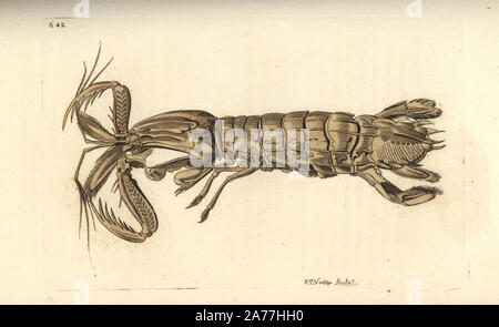 Mantis shrimp, Squilla mantis (Long-bodied crab, Cancer mantis ...