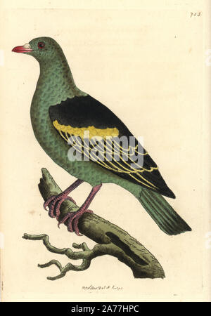 Sri Lanka green pigeon, Treron pompadora Stock Photo - Alamy