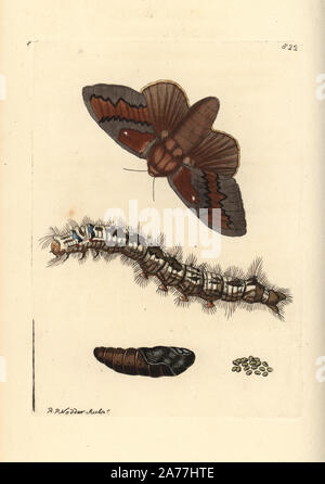 Pine tree Lappet Moth (Dendrolimus pini), male Stock Photo - Alamy