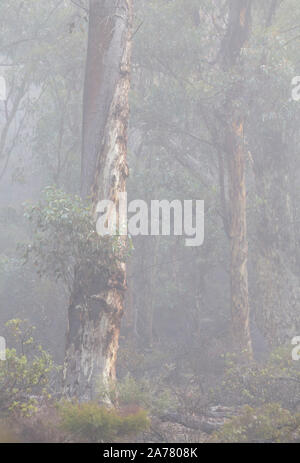 Early morning mist in wandoo woodland (Eucalyptus wandoo), Dryandra ...