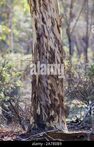 Wandoo eucalyptus tree (Eucalyptus wandoo) in Dryandra State Forest ...