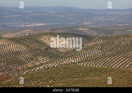 Olive tree fields in Andalusia. Spanish agricultural harvest landscape ...