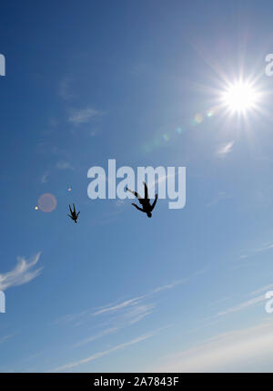 This Skydiver is flying in the head down frog position and he has much ...