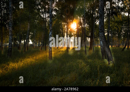 Sunrise in a birch grove in early September Stock Photo - Alamy