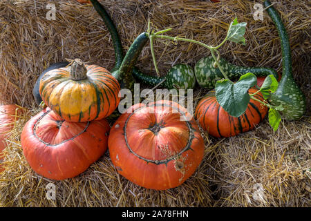 Various decorative pumpkins. Autumn concept Stock Photo - Alamy