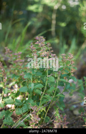 Medicinal lamiaceae seeds Stock Photo - Alamy