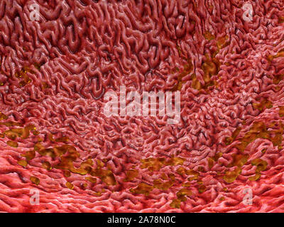 inside stomach, stomach, stomach surface, inside the intestines Stock ...