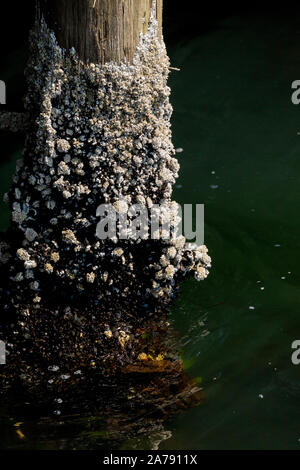 Canada, halifax. Barnacle covered pier legs Stock Photo - Alamy