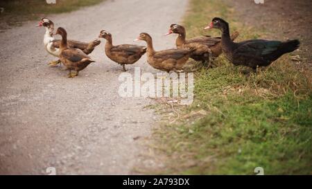 White domestic geese and duck walk on the ground in a fenced farmyard ...