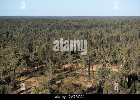 Pilliga Forest Lookout Tower - Pilliga, New South Wales, Australia ...