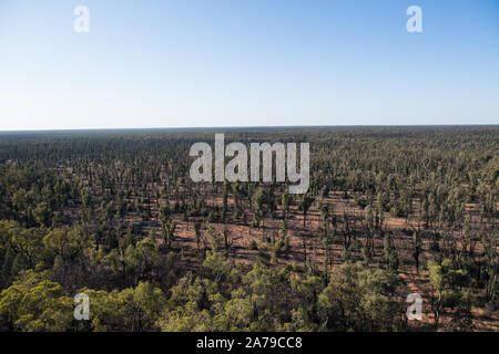 Pilliga Forest Lookout Tower - Pilliga, New South Wales, Australia ...