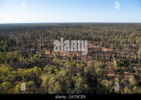 View seen from the Pilliga Forest Lookout Tower - Pilliga, New South ...