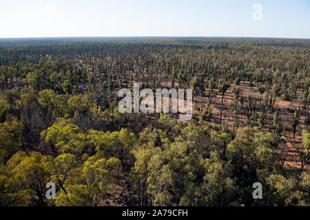 Pilliga Forest Lookout Tower - Pilliga, New South Wales, Australia ...