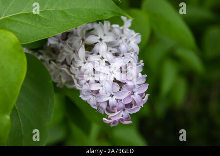 Purple Lilac pink flower petal bud. Syringa Flowers spring nature ...