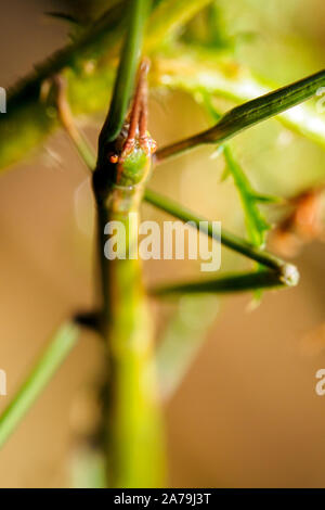 phasmatodea, bacillus rossius Stock Photo - Alamy