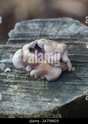 Mushroom panus conchatus lentinus Stock Photo - Alamy