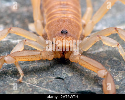yellow ground scorpion, Paravaejovis confusus, cECP 2017 Stock Photo ...