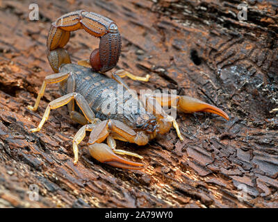An alligator back scorpion, Hottentotta hottentotta, resting on a rock ...