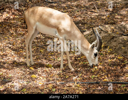 Rhim sand gazelle (Gazella leptoceros) in the desert during early ...