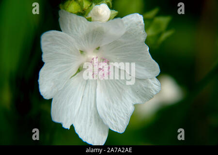Beautiful bloom pink flower of the Musk Mallow (Malva moschata) growing ...