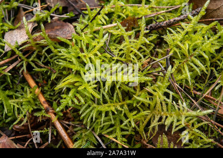 Neat Feather Moss in Winter Stock Photo - Alamy