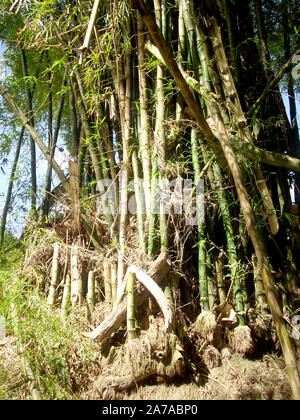 A plantation of bamboo plants in the forest Stock Photo - Alamy