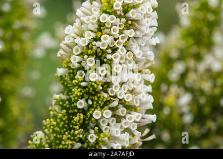 Pichi Flowers in Bloom in Springtime Stock Photo - Alamy