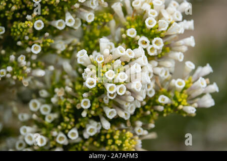 Pichi Flowers in Bloom in Springtime Stock Photo - Alamy