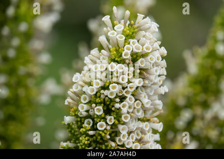 Pichi Flowers in Bloom in Springtime Stock Photo - Alamy