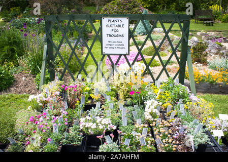 alpine,alpines,trough,troughs,display,container,gardening,garden ...