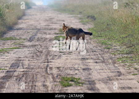 A rare sighting of an endangered red wolf in North Carolina, the rarest ...