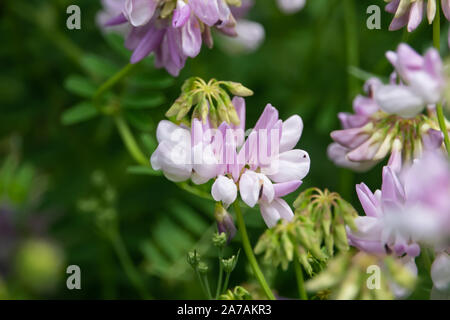 Purple Crown Vetch Flowers in Bloom in Springtime Stock Photo - Alamy