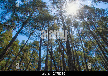 Yazili Canyon, forest, small river, bridges and pathways Stock Photo ...