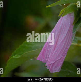 In Jew Jersey, Down in the Meadowland, across the Hudson River from NYC ...