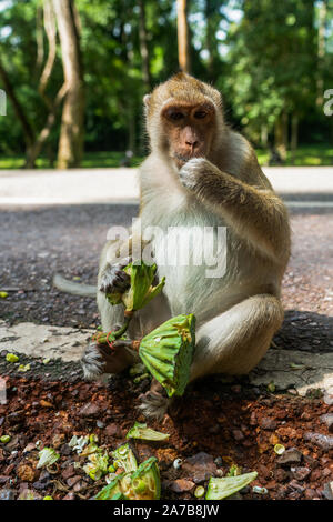 Long-tailed Macaque Monkey sleeping, Pulaki Temple, Singaraja, Bali ...