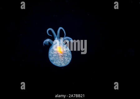 Shelled Pteropod / Sea butterfly {Diacria trispinosa} with egg string ...