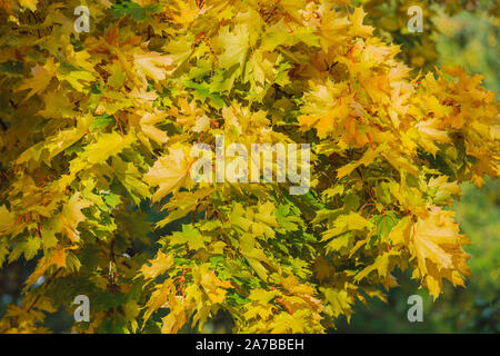 City Riga, Latvia Republic. Yellow maple leaves and tree. Travel photo ...