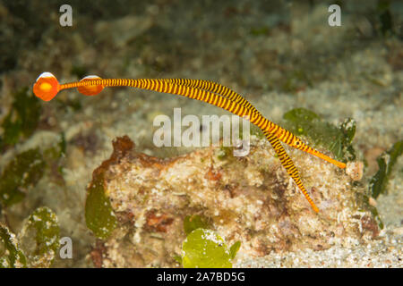 This female banded pipefish, Dunckerocampus dactyliophorus, is pictured ...