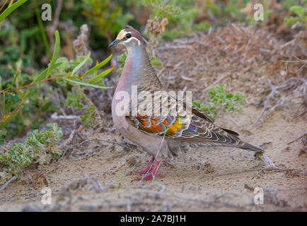 Common Bronzewing (Phaps chalcoptera) a type of native Australian ...