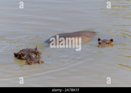 Hippopotamus, Hippopatamus amphibius, mother with young in water, Masai ...