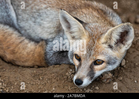 Desert Fox, white-footed fox, Vulpes vulpes pusilla, Desert National ...