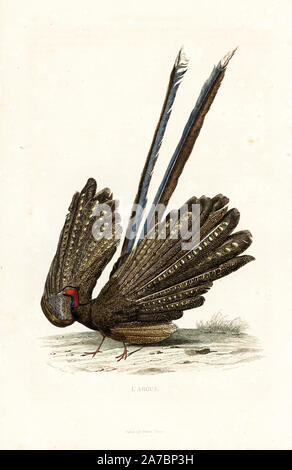 Great Argus (Argusianus argus), illustration from Soviet encyclopedia ...